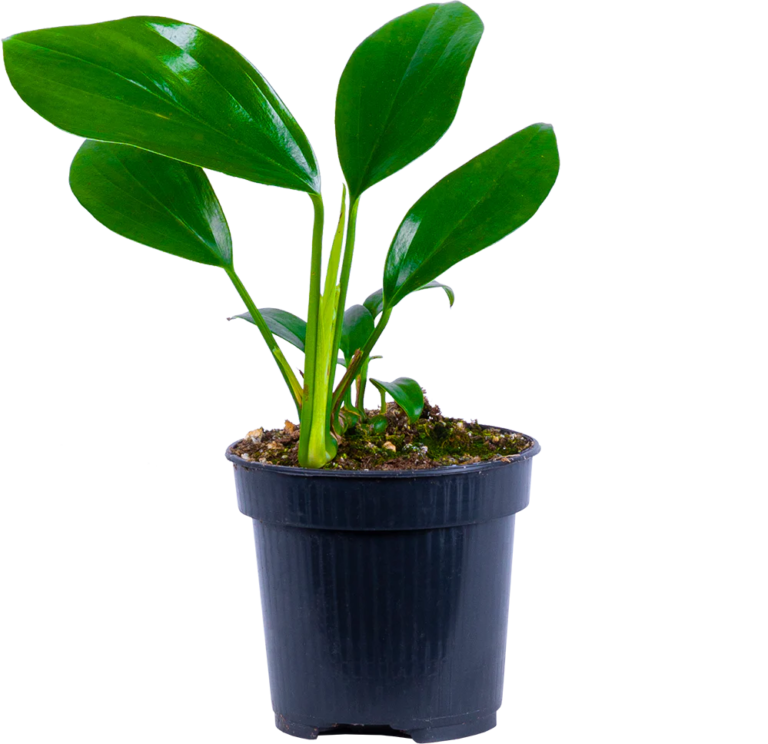 Rhaphidophora Decursiva | 'Queue de dragon' - L'arbre est dans ses fleurs