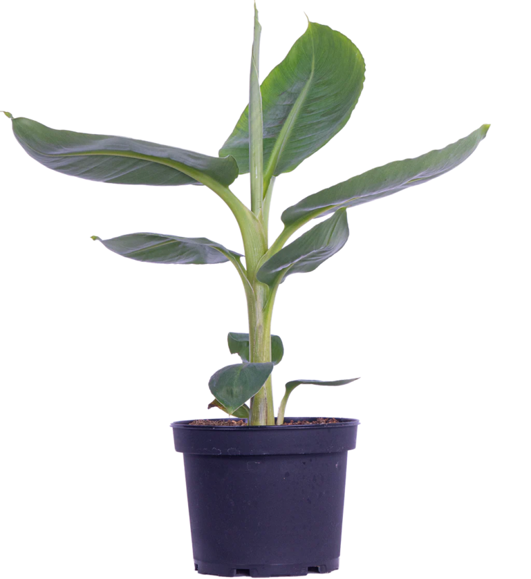 Musa Dwarf Cavendish | Bananier nain - L'arbre est dans ses fleurs